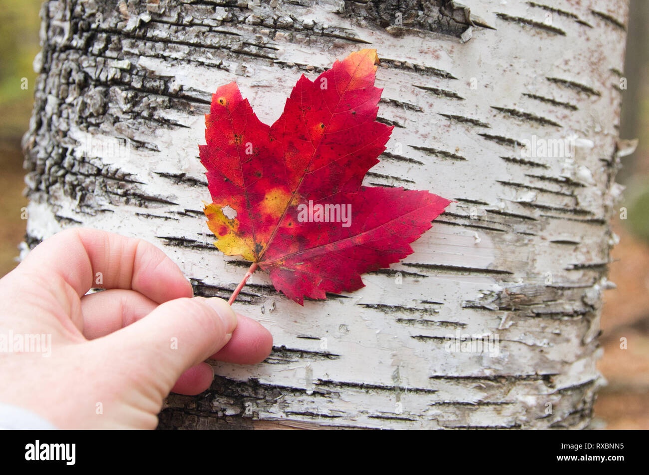 Birch and Maple Stock Photo - Alamy