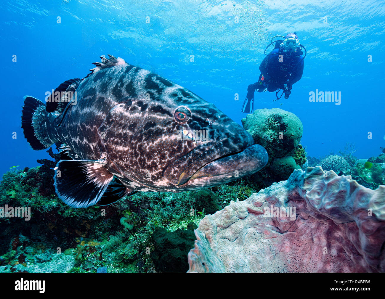Black grouper, Mycteroperca bonaci, and scuba diver, Palancar Reef ...