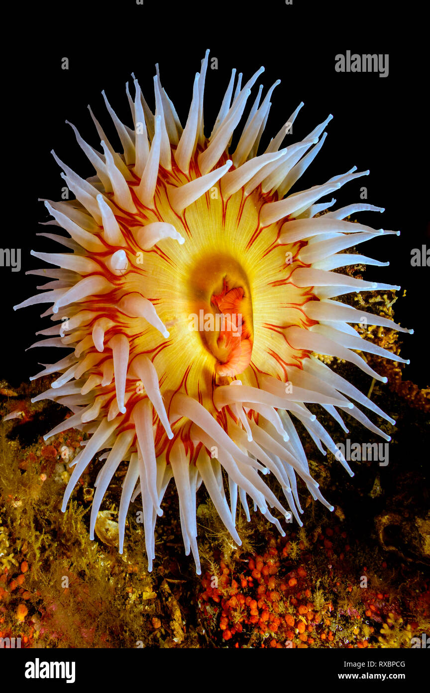 Fish-eating tealia anemone, Urticina piscivora, Browning Passage, Queen ...
