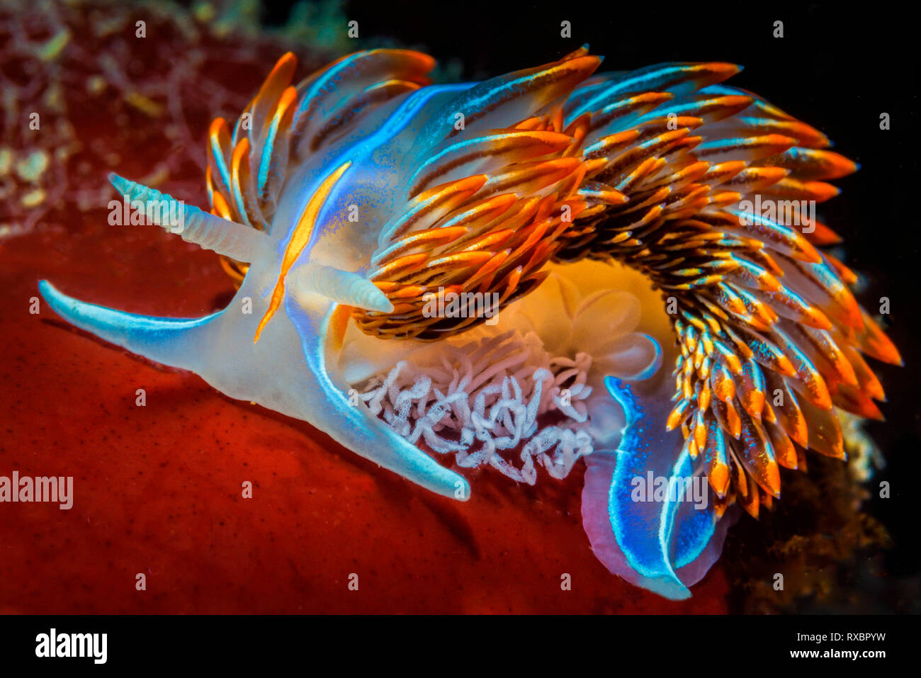 Phacellophora camtschatica hi-res stock photography and images - Alamy