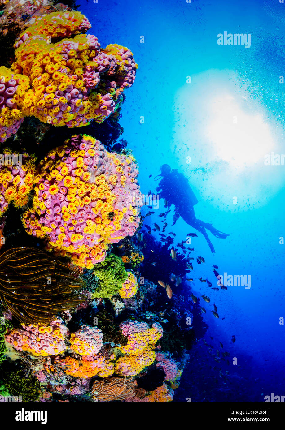 Philippines coral reef underwater anilao hi-res stock photography and ...
