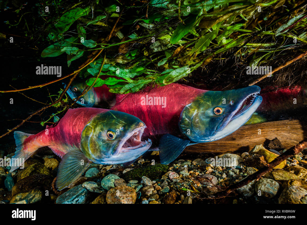 Female & male Sockeye salmon,Oncorhynchus nerka, waiting to spawn ...