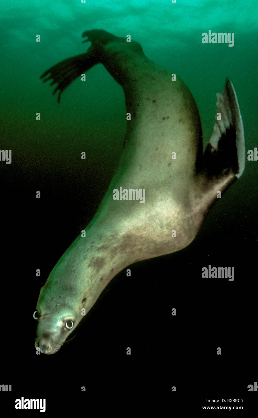 Striat hi-res stock photography and images - Alamy