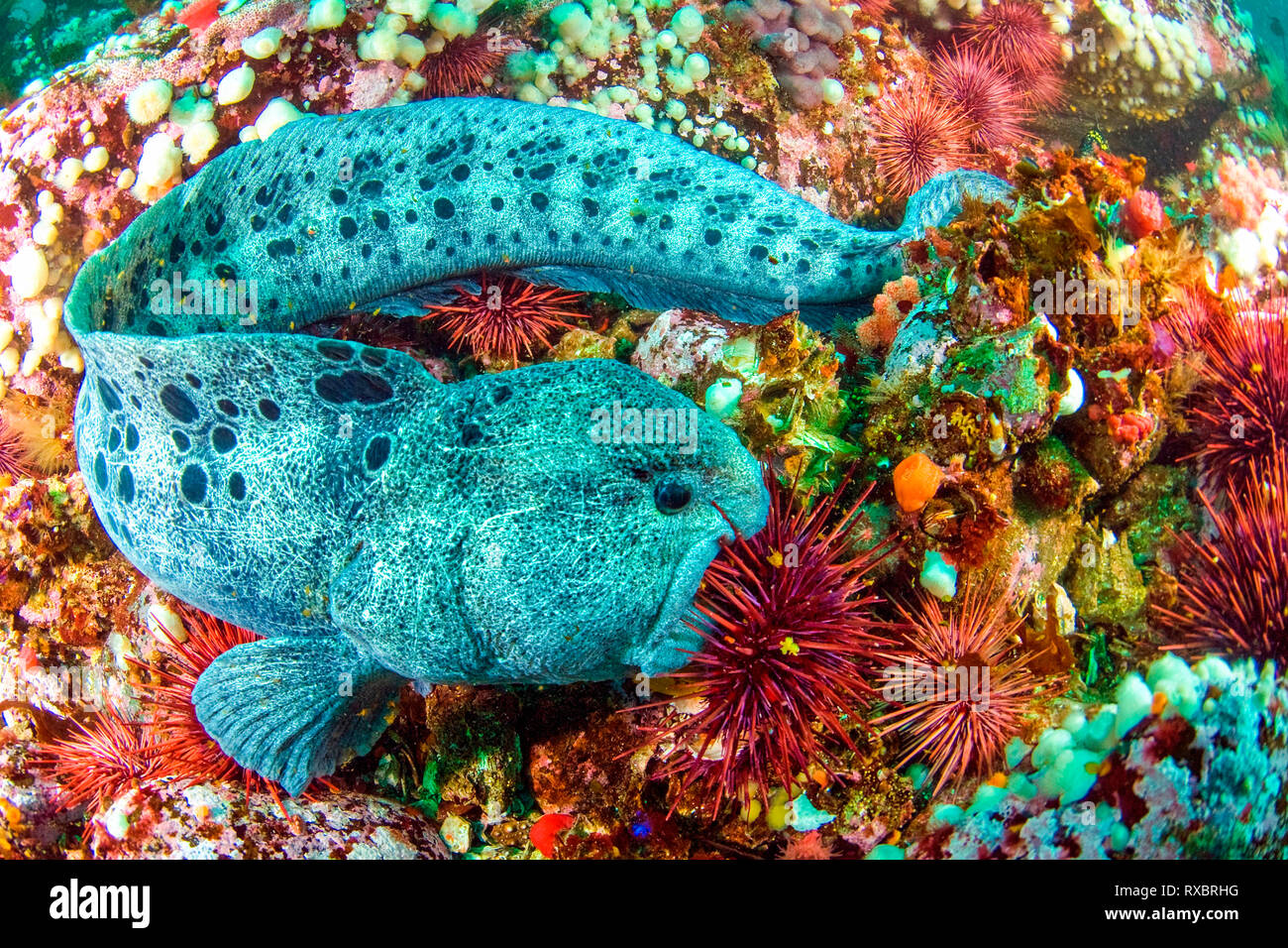Rock eel hi-res stock photography and images - Alamy