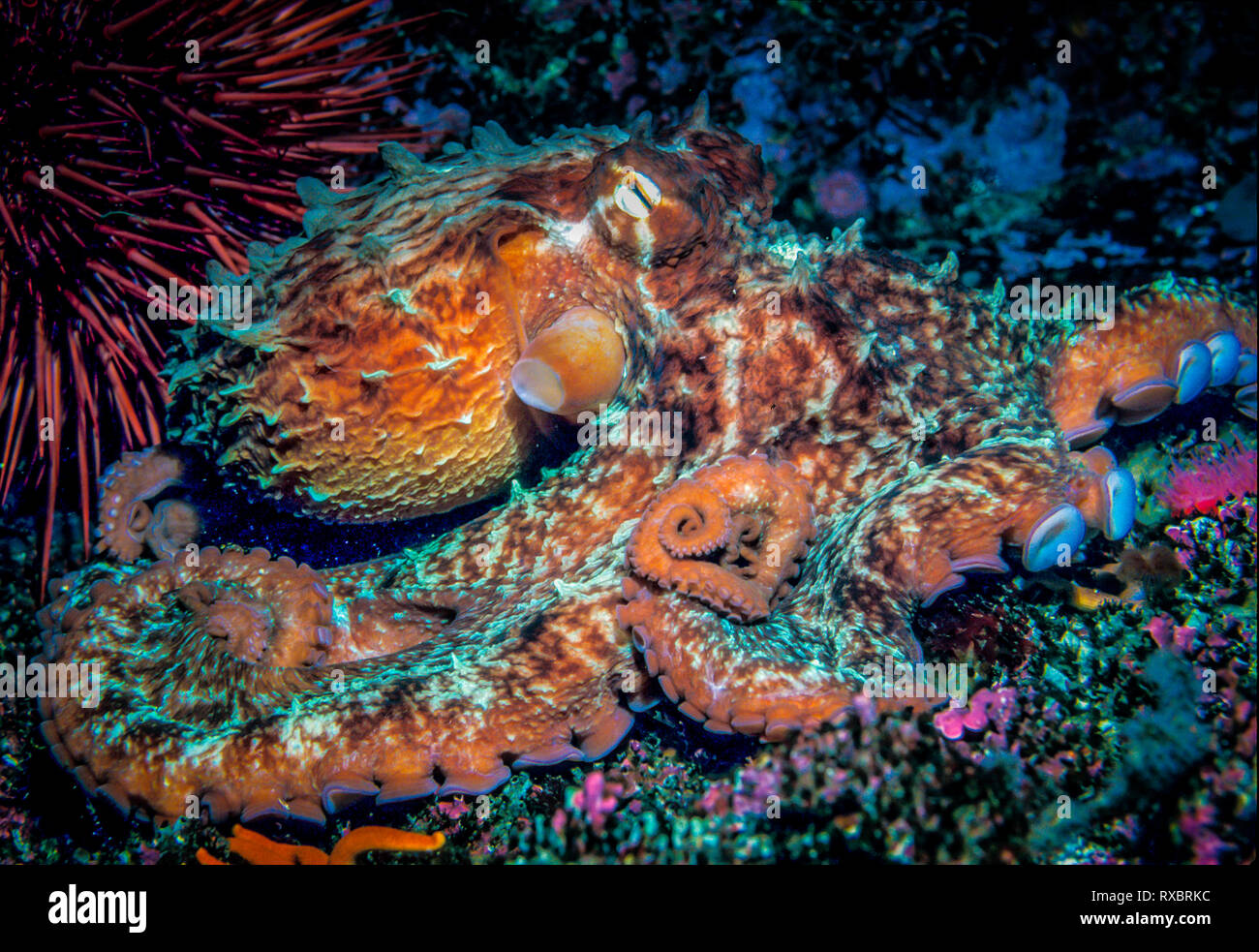 Giant Pacific Octopus, Enteroctopus dofleini, Queen Charlotte Strait ...