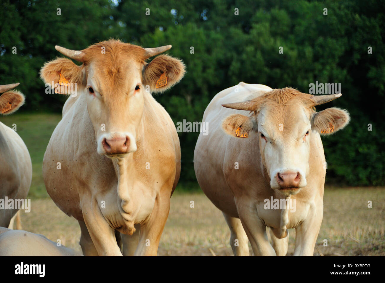cattle near Eymet, Dordogne Department, New Aquitaine, France Stock ...