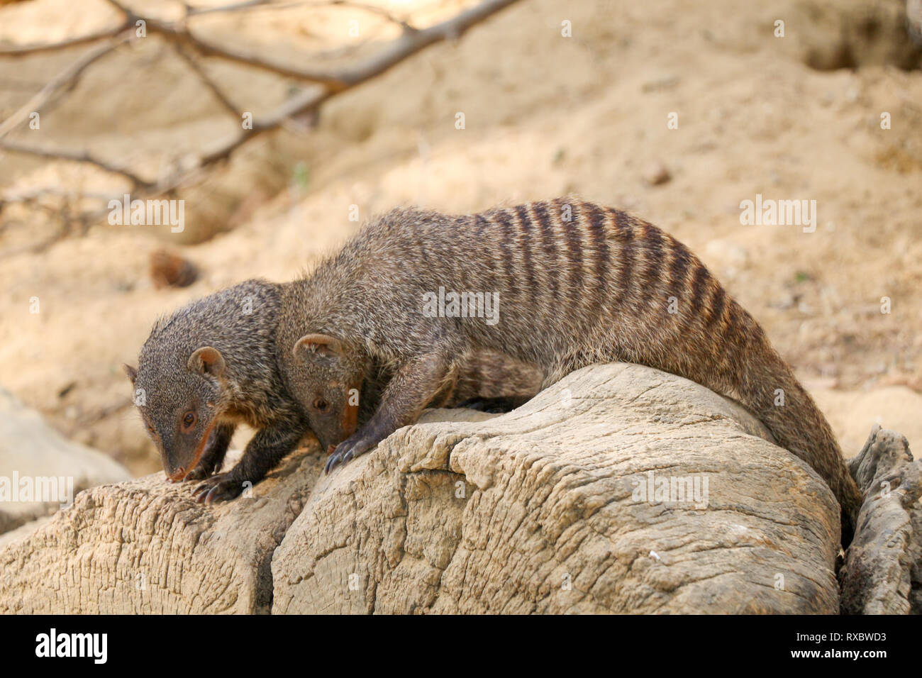 Banded mongoose as a Wild life animal walking on soil ground Stock ...