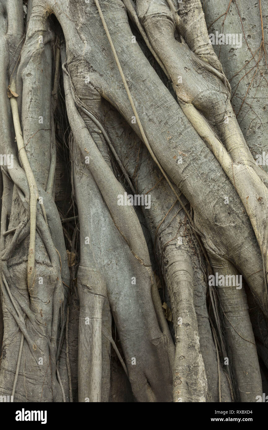 Roots of the tropical tree Stock Photo - Alamy