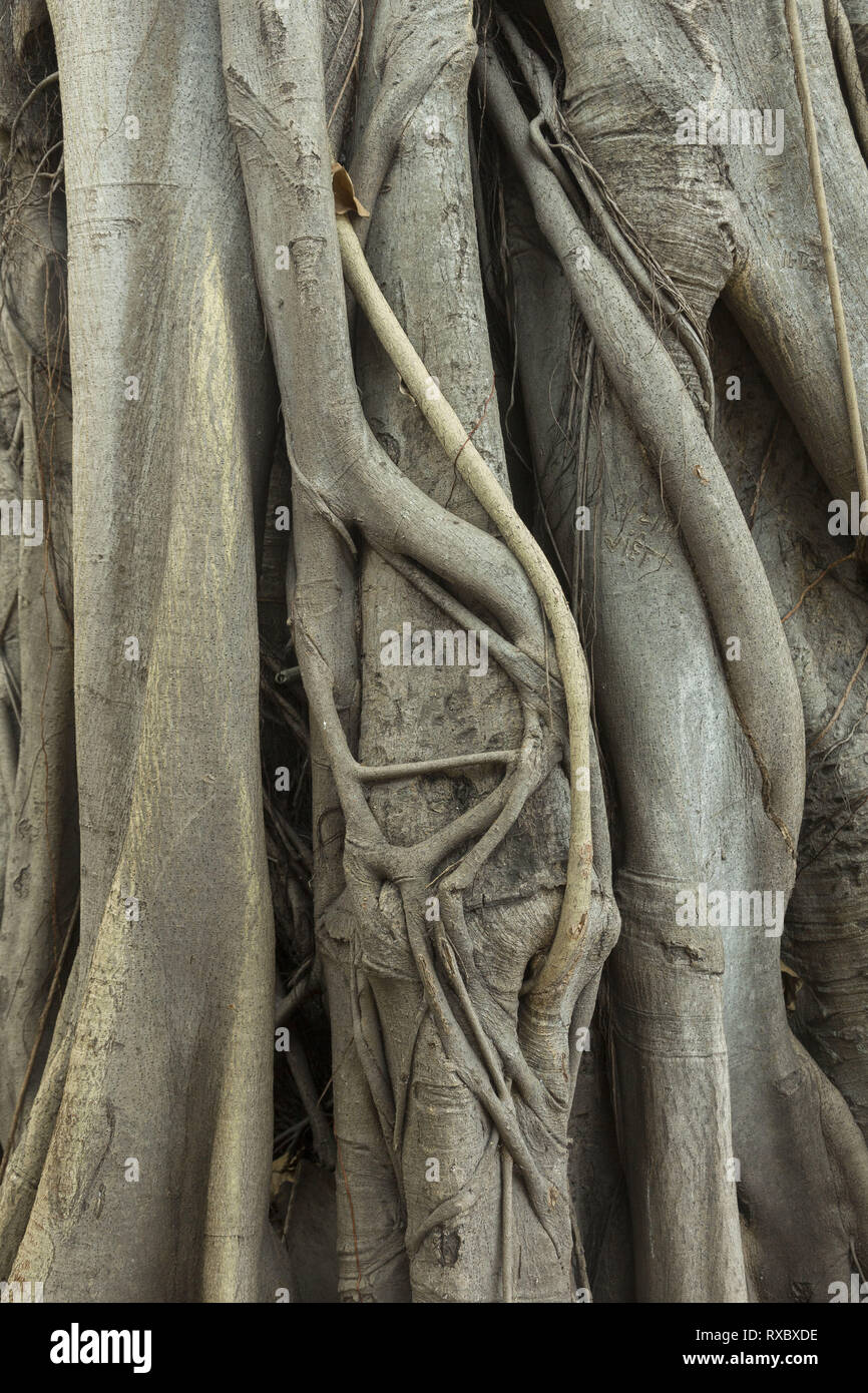 Roots of the tropical tree Stock Photo - Alamy