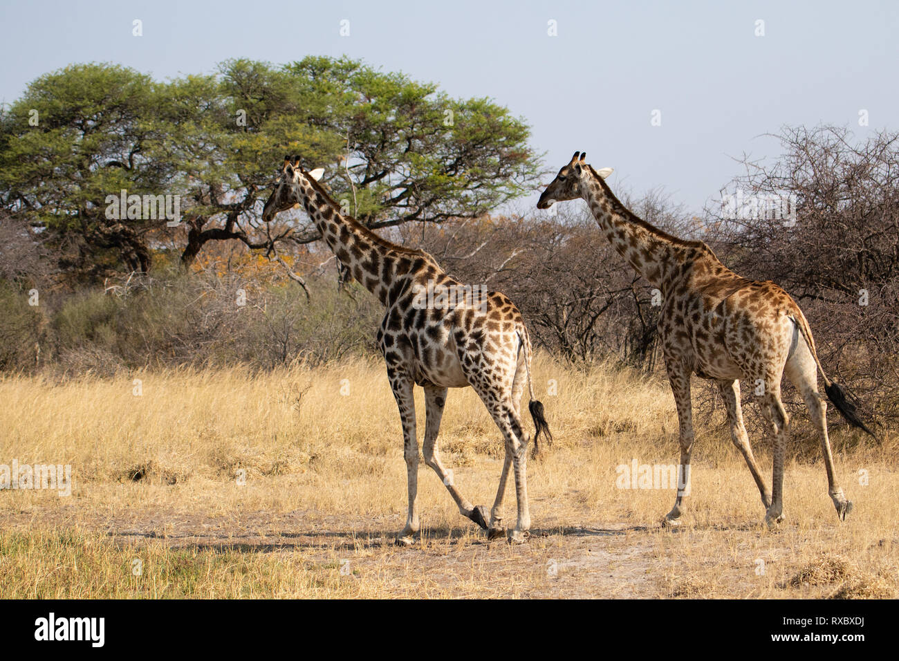 Two giraffes walking across the savannah in Hwange National Park ...