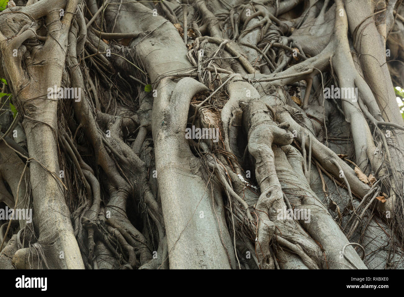 Roots of the tropical tree Stock Photo - Alamy