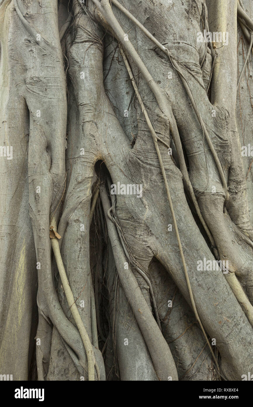 Shrub with roots hi-res stock photography and images - Alamy