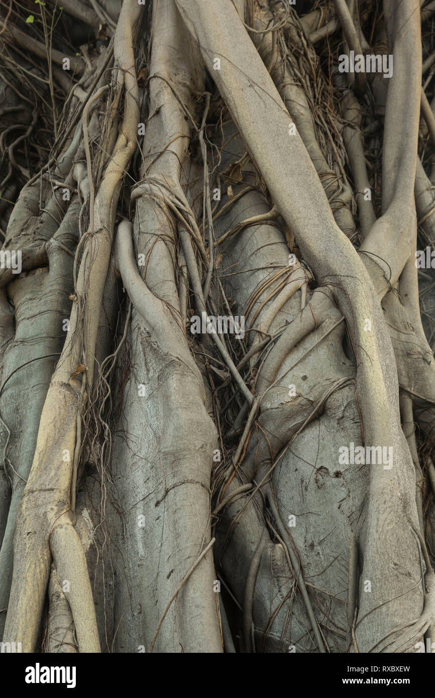 Roots of the tropical tree Stock Photo - Alamy