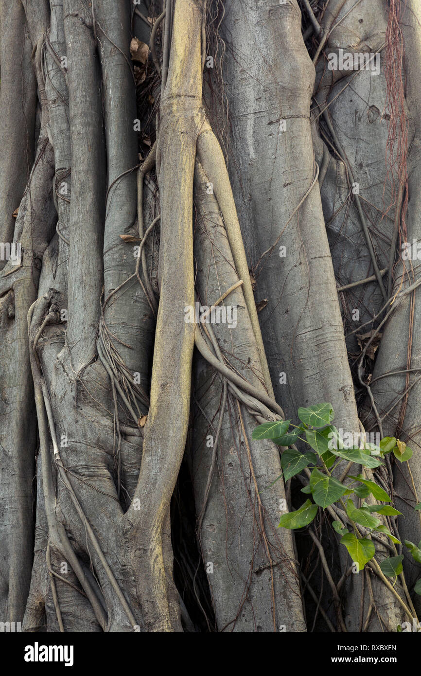 Roots of the tropical tree Stock Photo - Alamy