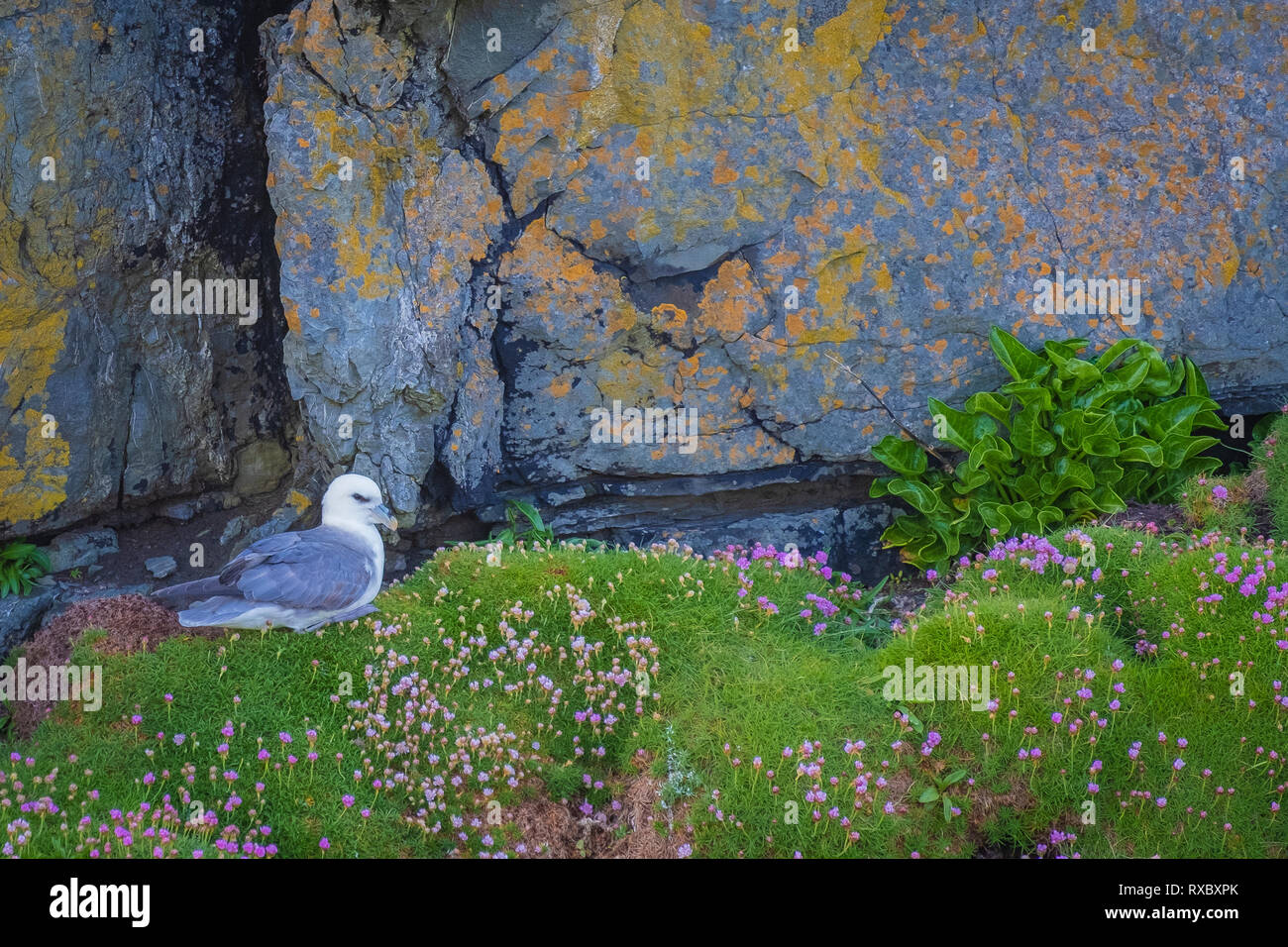 Loop Head Lighthouse, County Clare Stock Photo - Alamy