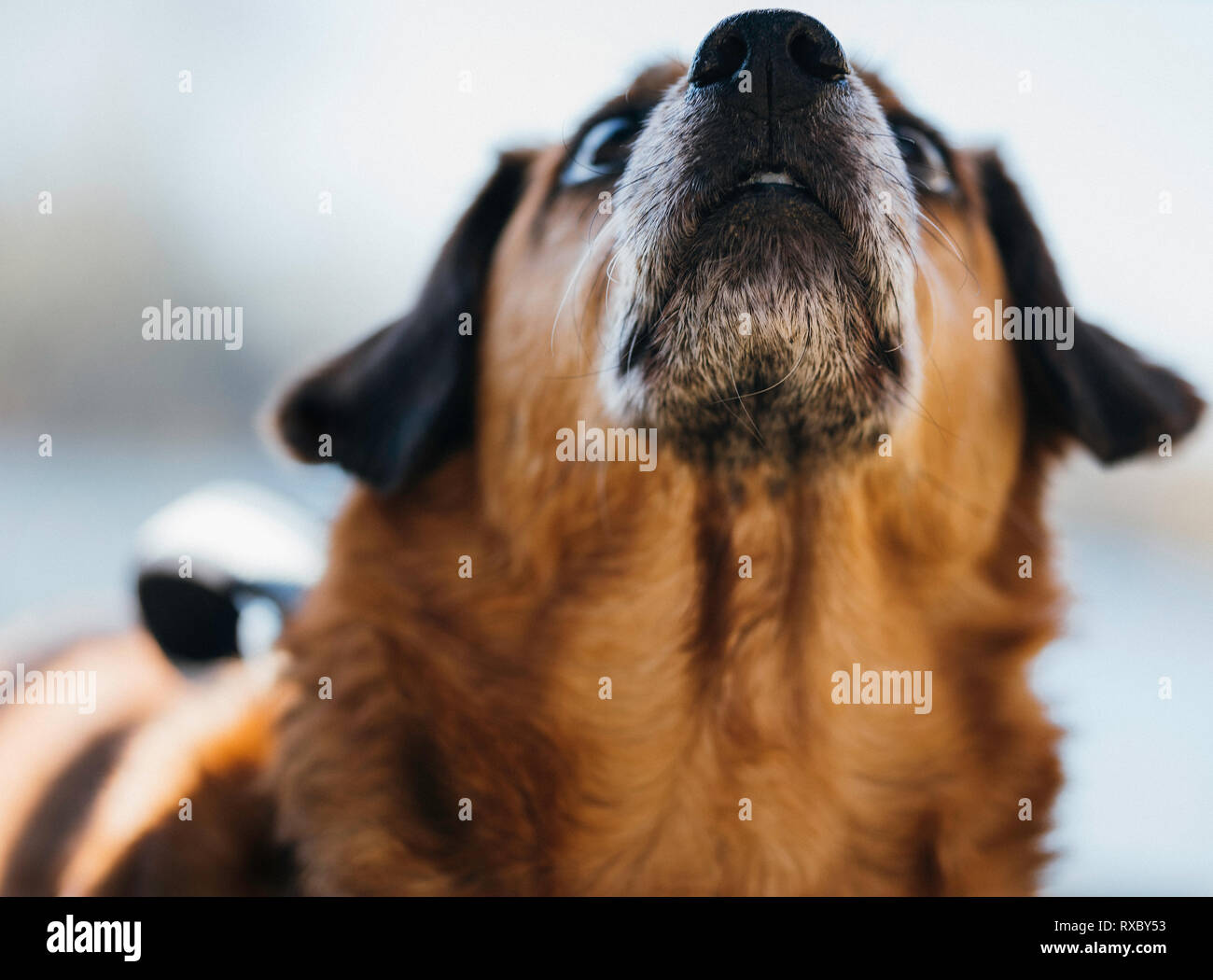 Small dog looking up Stock Photo - Alamy