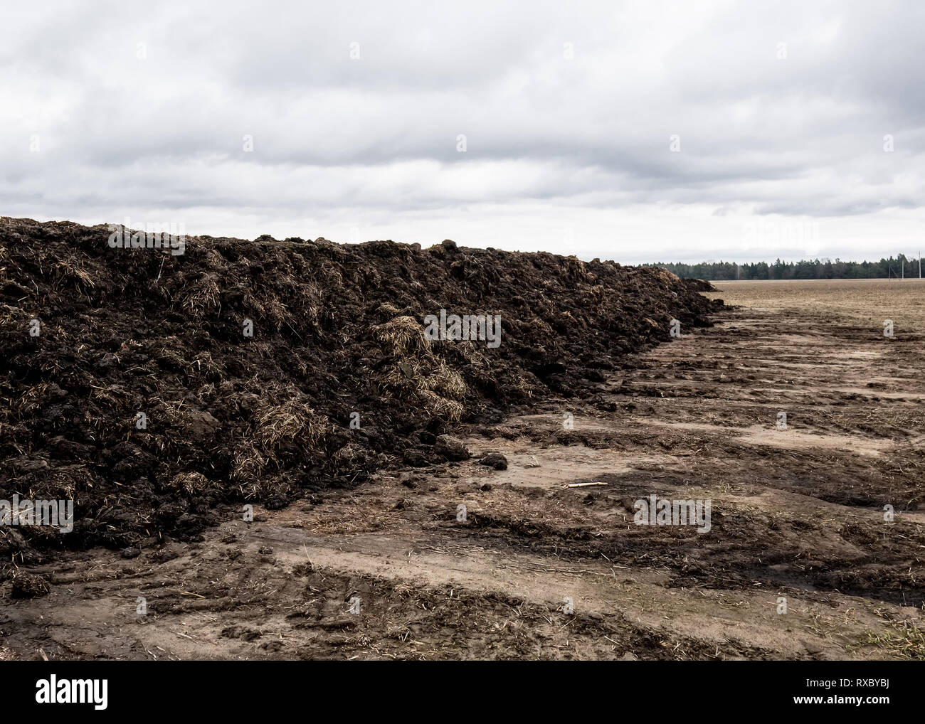 Peaty And Marshy Soil