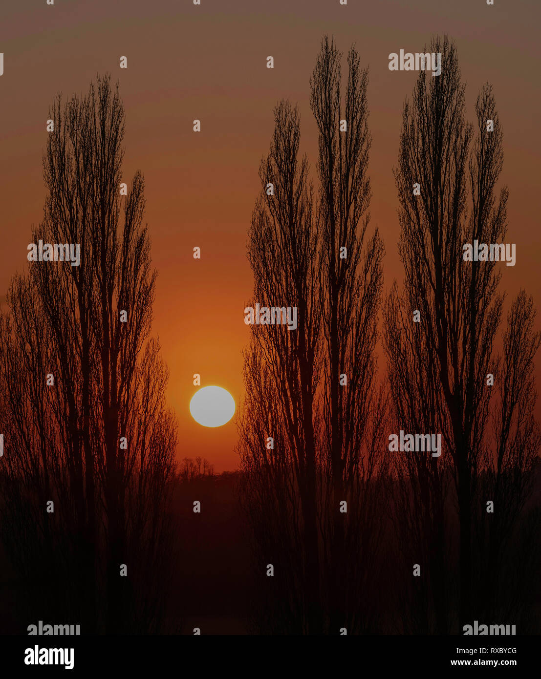 Orange sky with trees hi-res stock photography and images - Alamy