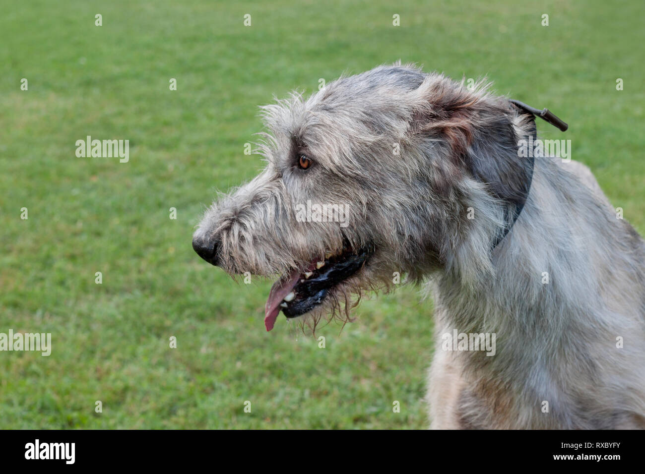 Cute irish wolfhound is standing on a green meadow. Close up. Pet ...