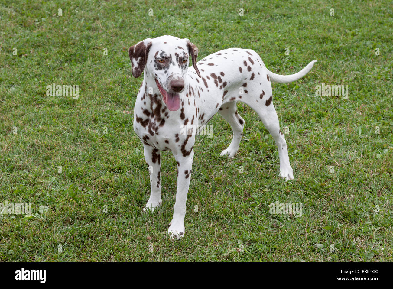 Cute dalmatian puppy is standing on a spring meadow. Pet animals ...