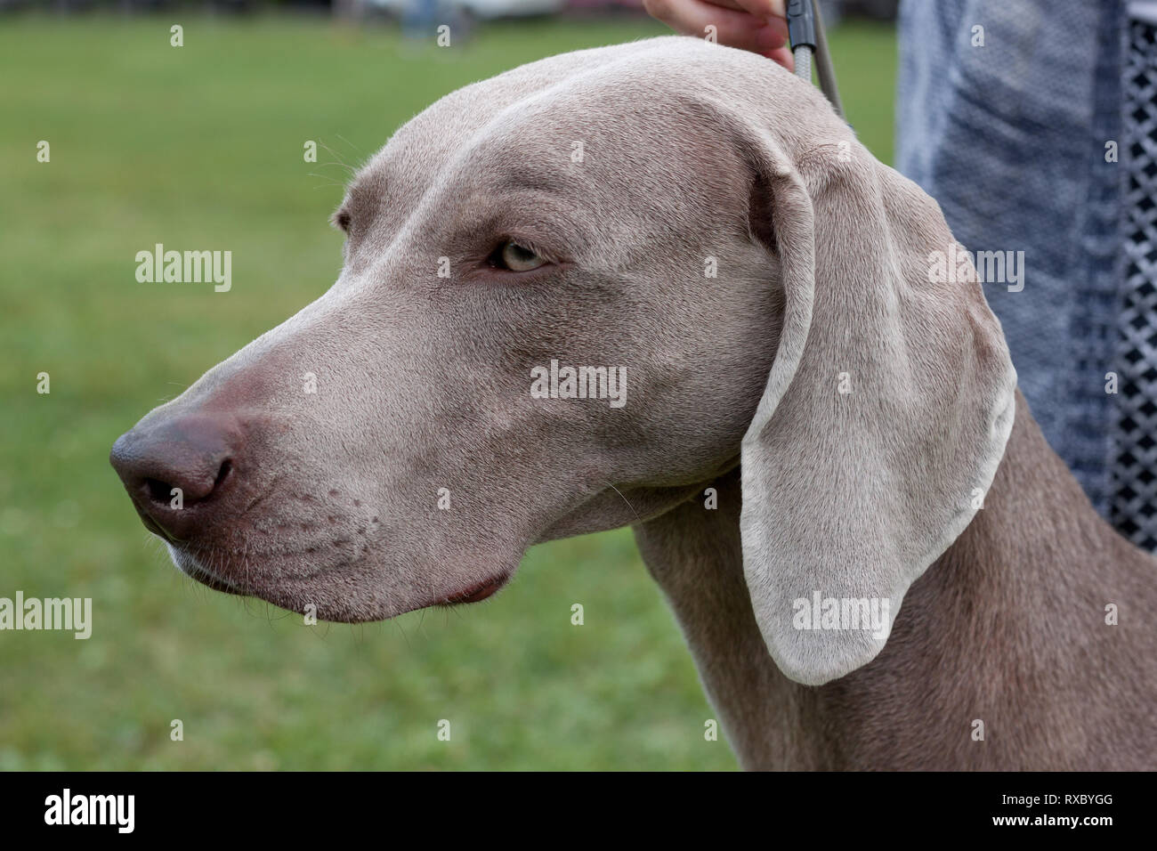 Cute gray weimaraner vorstehhund close up. Pet animals. Purebred dog Stock Photo - Alamy
