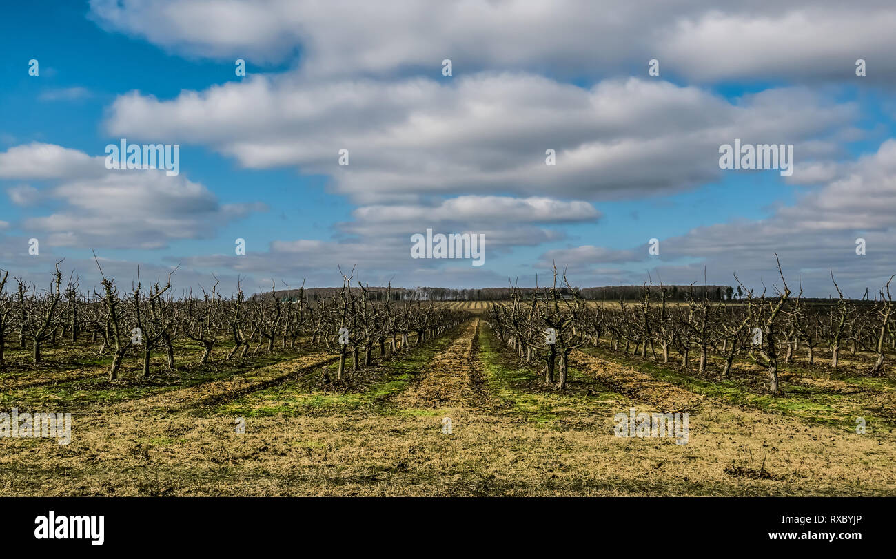 Vintage blooming orchard apple hi-res stock photography and images - Alamy