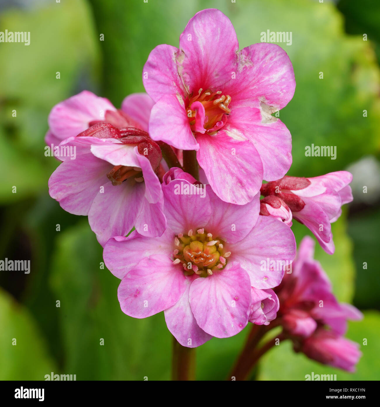 Bergenia bloom hi-res stock photography and images - Alamy