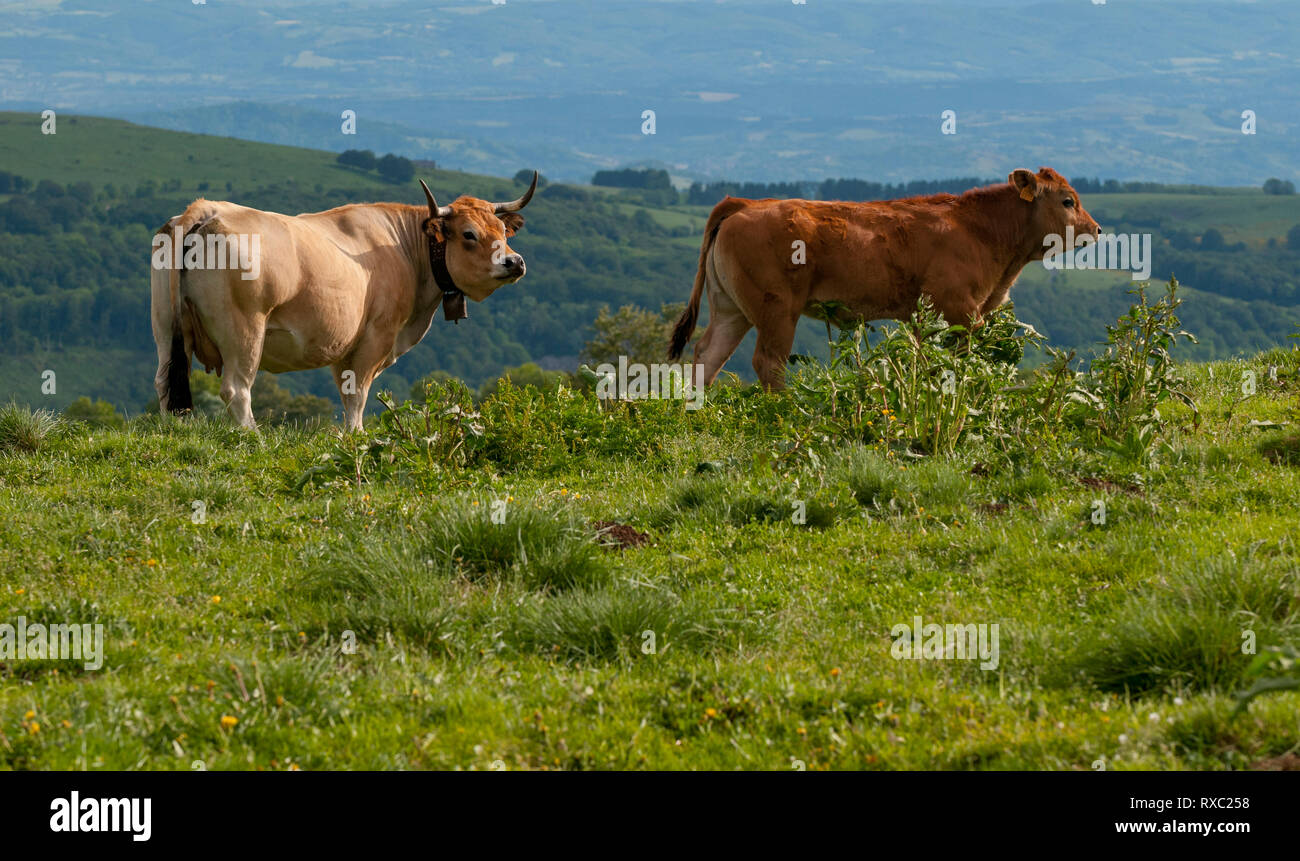 Cow and calf of aubrac breed hi-res stock photography and images - Alamy