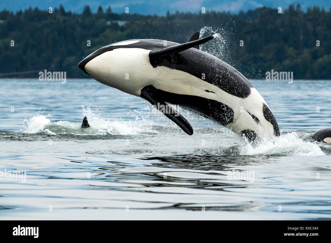 Orcinus orca hi-res stock photography and images - Alamy