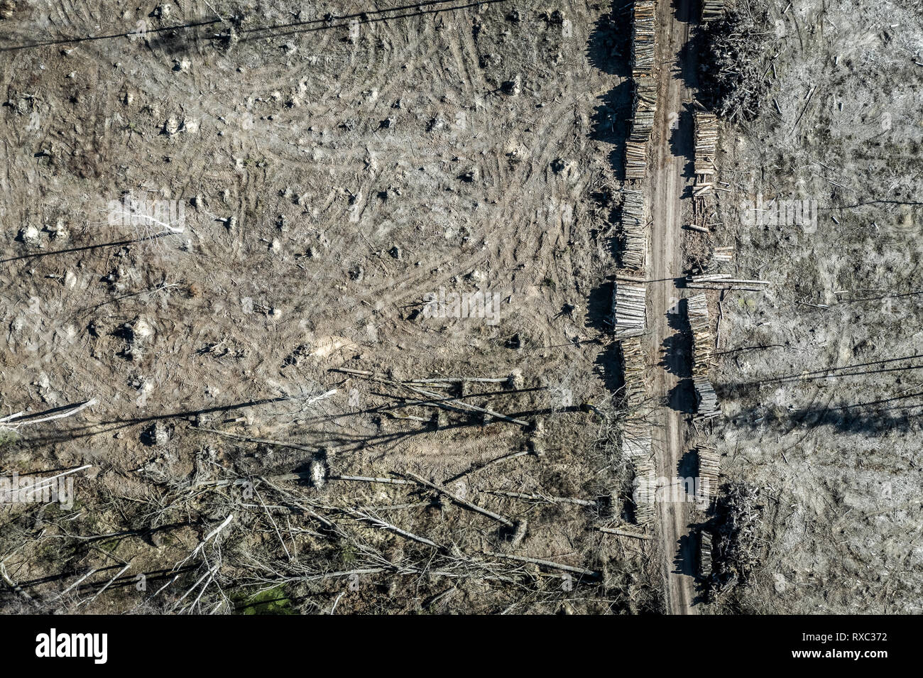 Aerial view of horrible deforestation forest for harvesting, Poland ...