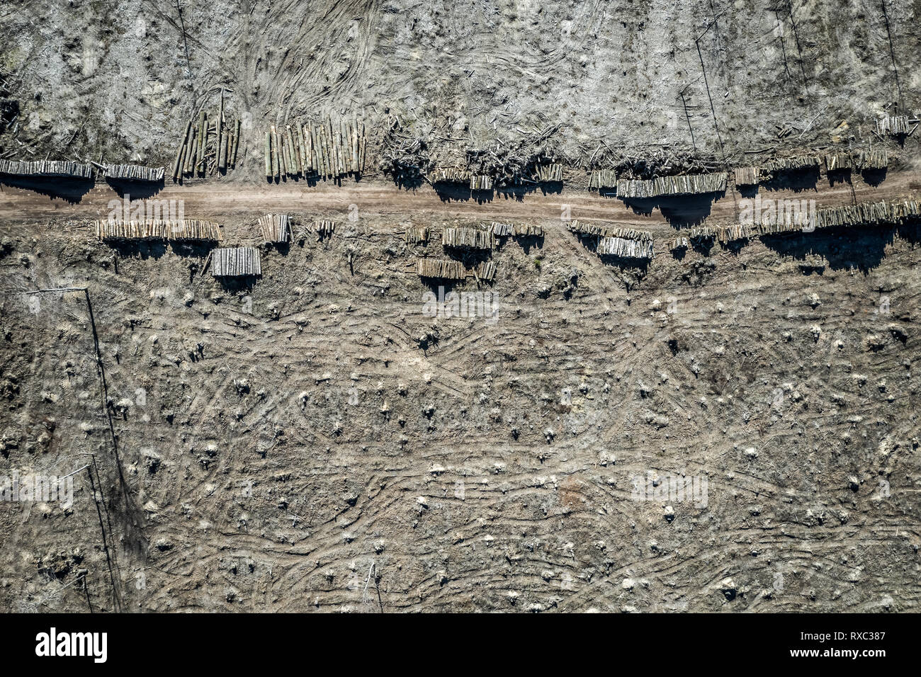 Flying above terrible deforestation forest for harvesting, Europe Stock ...