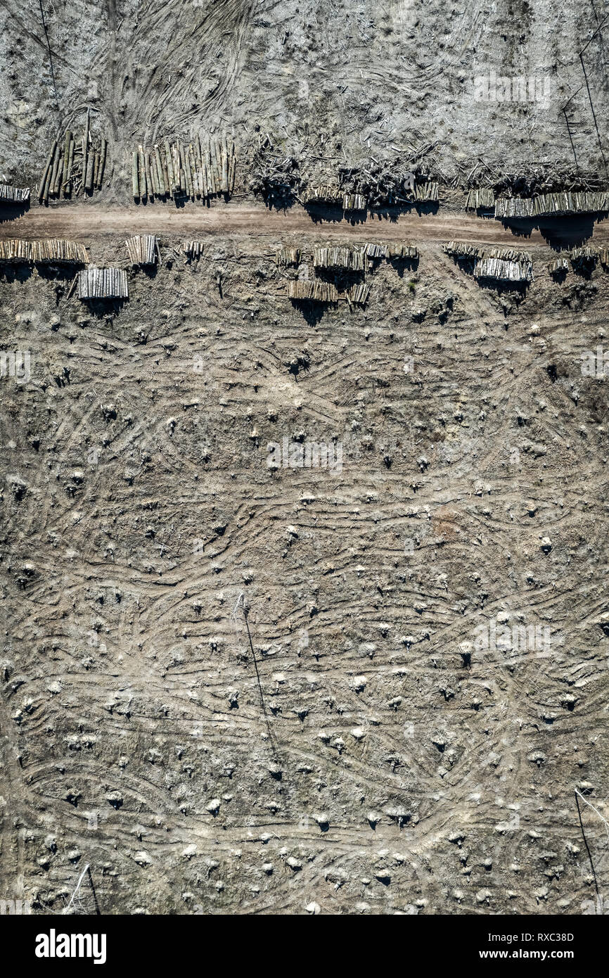 Aerial view of terrible deforestation. harvesting a forest, Poland ...