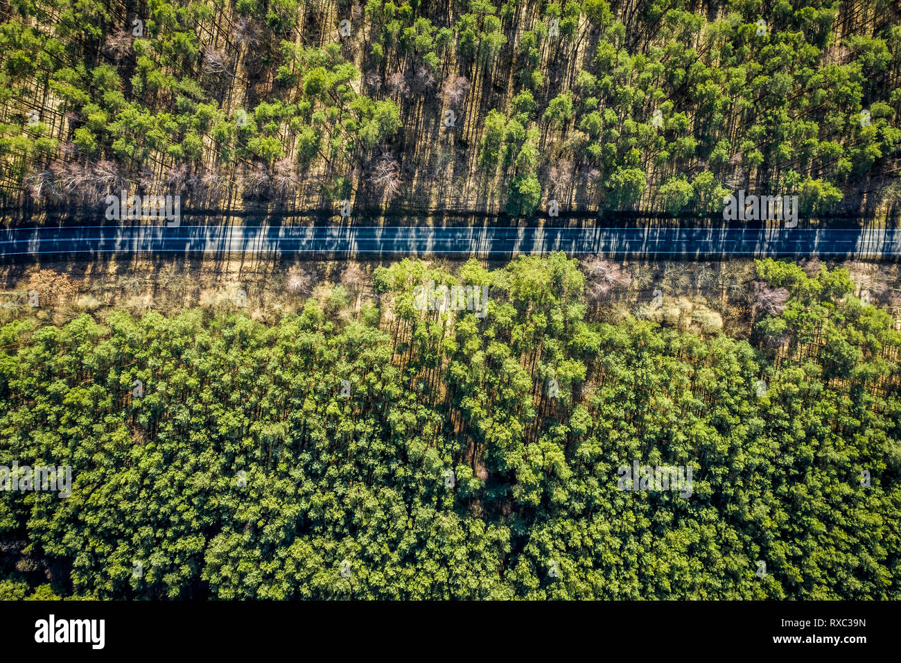 Aerial view of wonderful forest with multicolored trees, Europe Stock ...