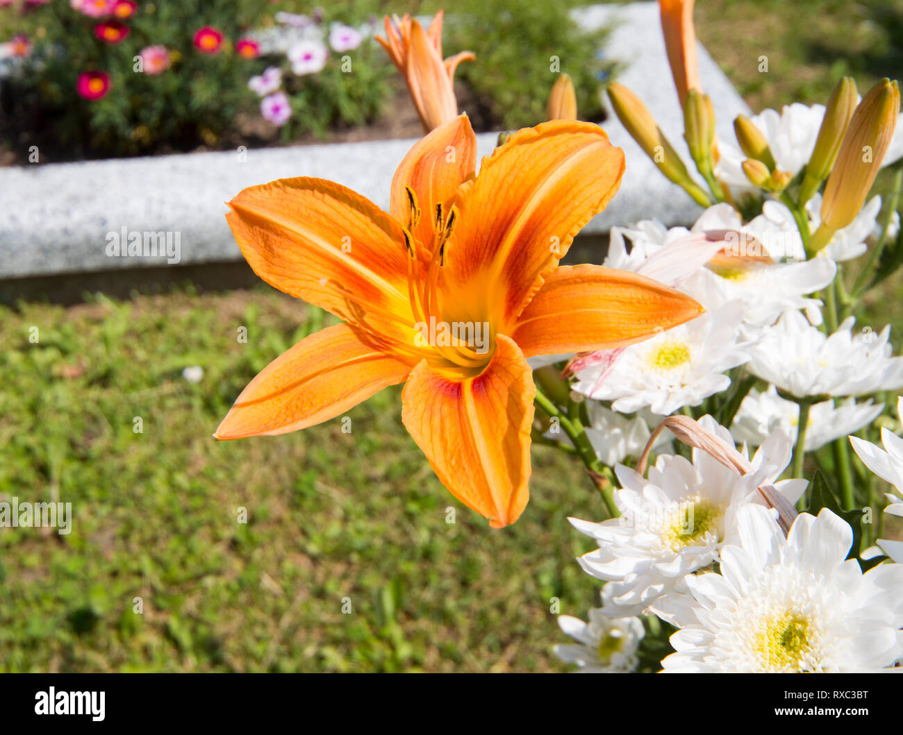 Lilly stigma hi-res stock photography and images - Alamy