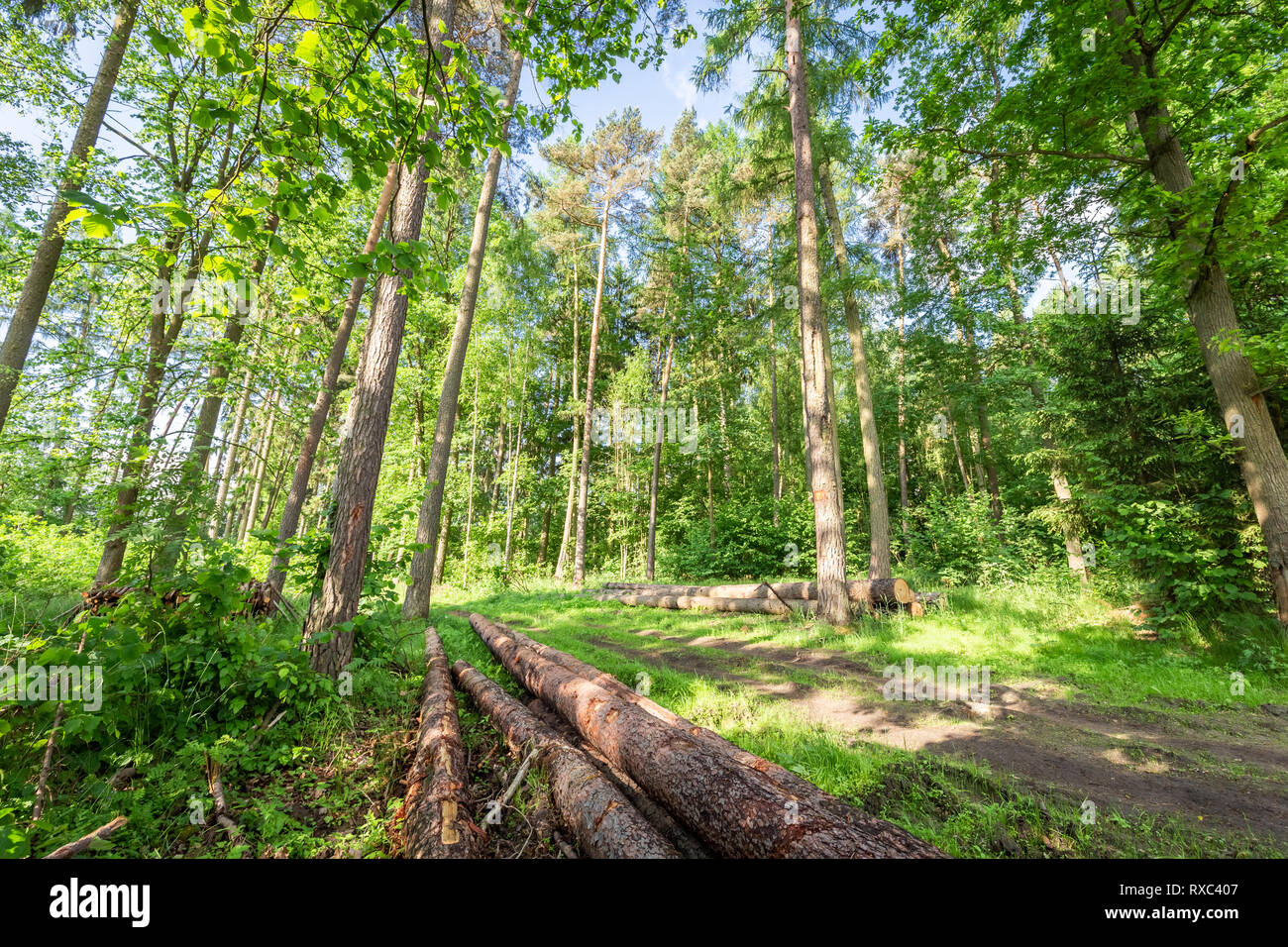 Beautiful spring in the green forest in Poland Stock Photo - Alamy