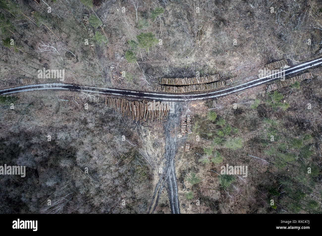 Flying above terrible deforestation. harvesting a forest, Poland Stock ...