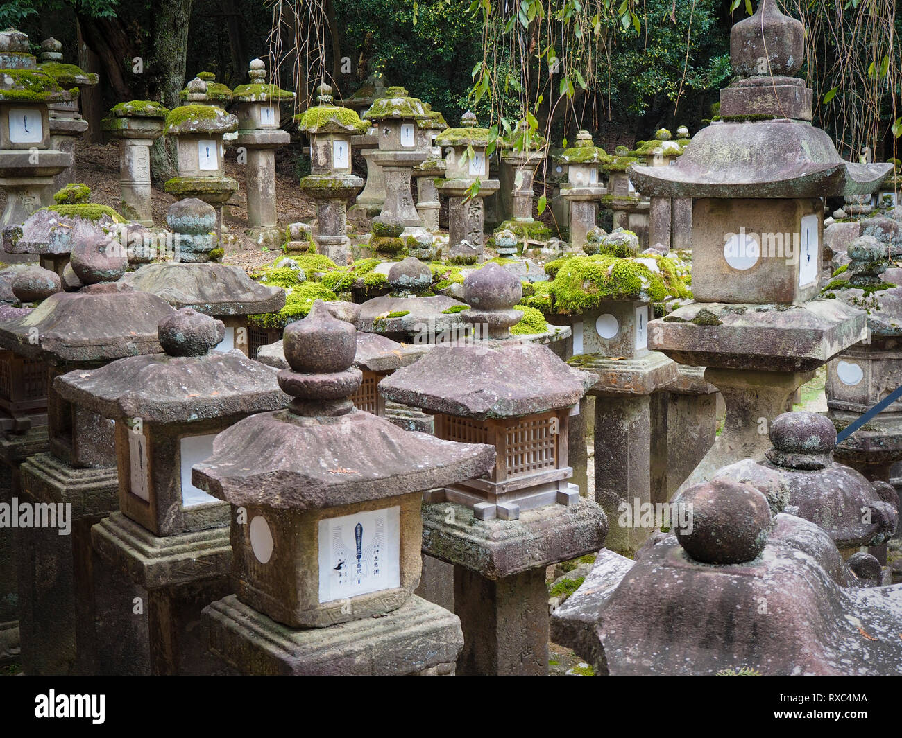 Nara koen park hi-res stock photography and images - Alamy