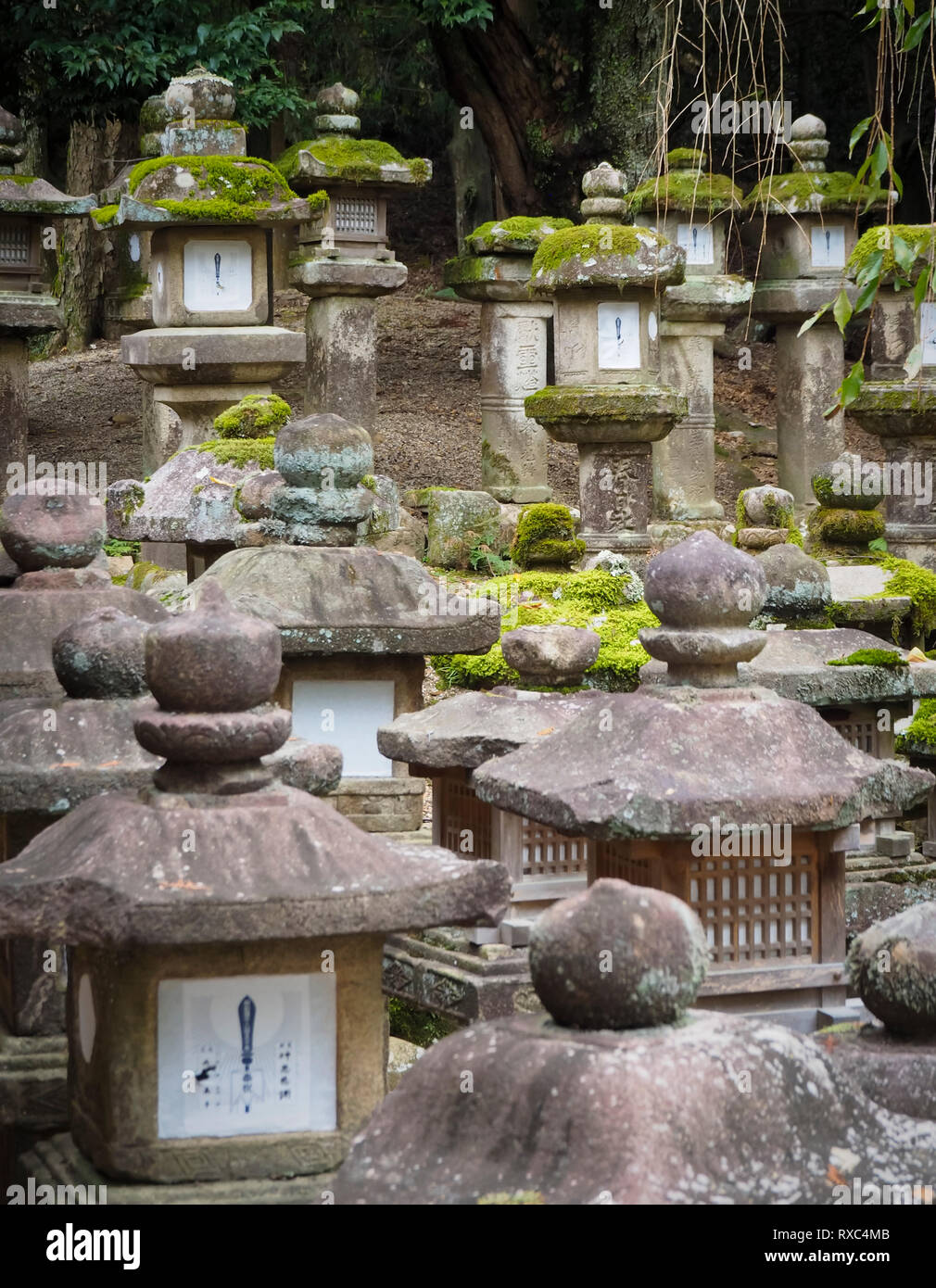 Nara koen park hi-res stock photography and images - Alamy