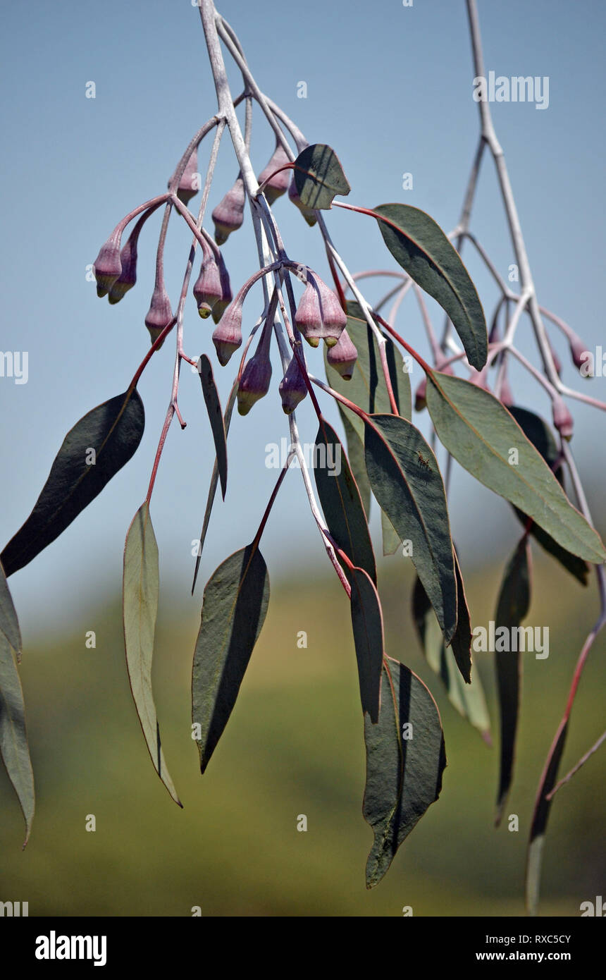 Purple buds and pendulous leaves and branches of the Australian native ...