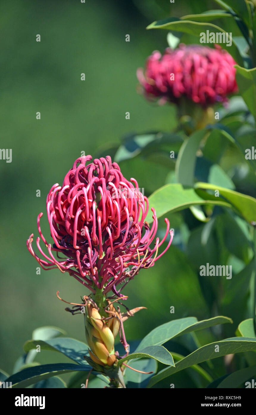 Australian native Telopea Shady Lady variety of waratah flower, family ...