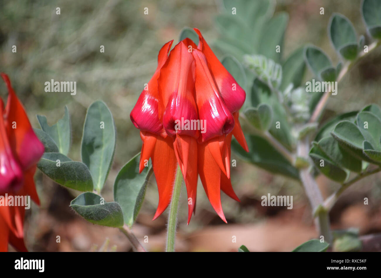Sturts desert pea hi-res stock photography and images - Alamy