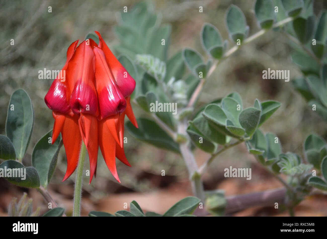 Australian native pea flower hi-res stock photography and images - Alamy