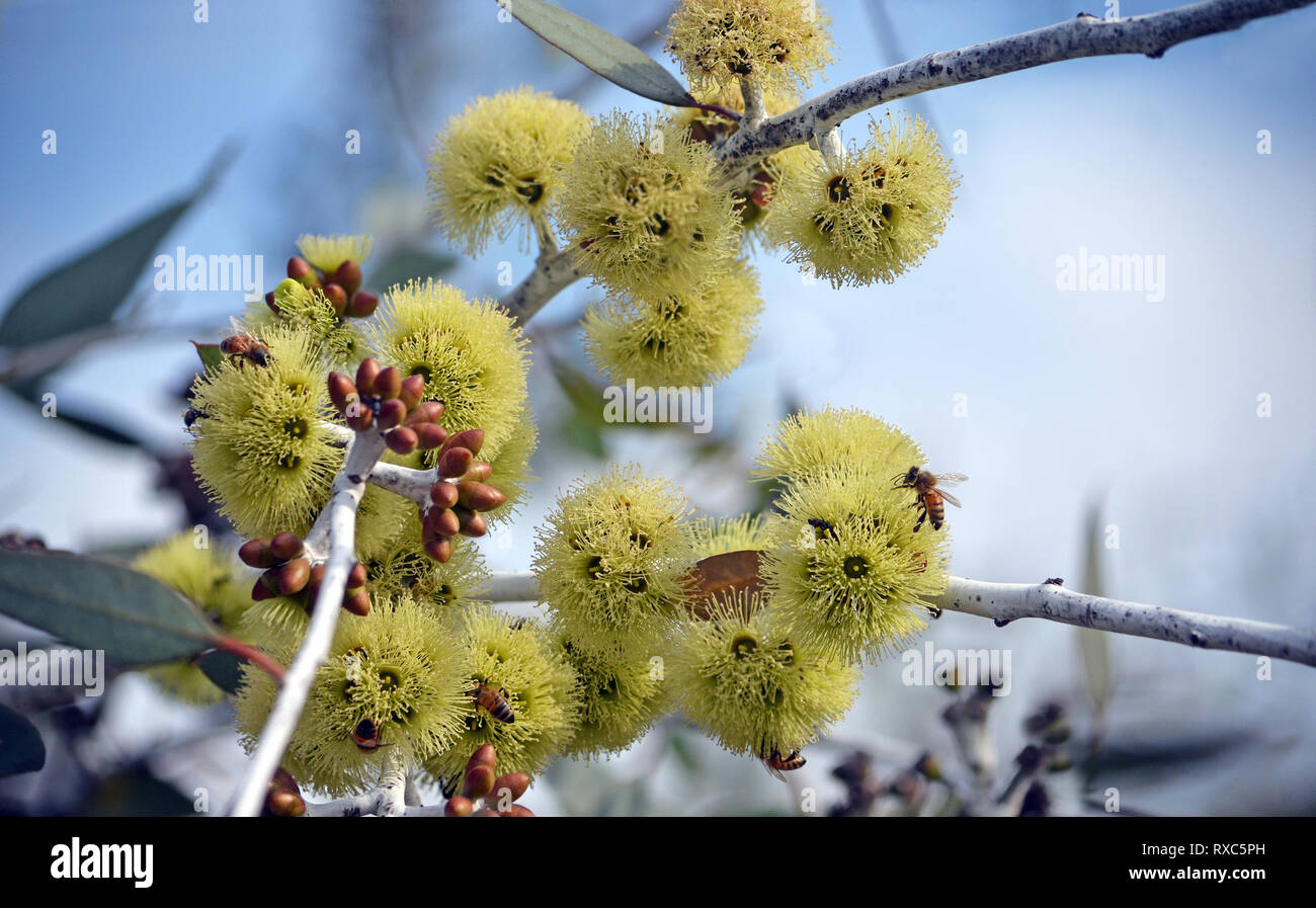 Yellow flowers and buds of the rare Desmond Mallee, Eucalyptus ...