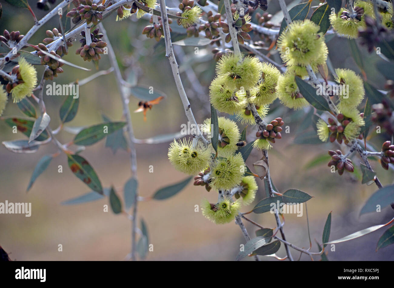 Yellow flowers and buds of the rare Desmond Mallee, Eucalyptus ...