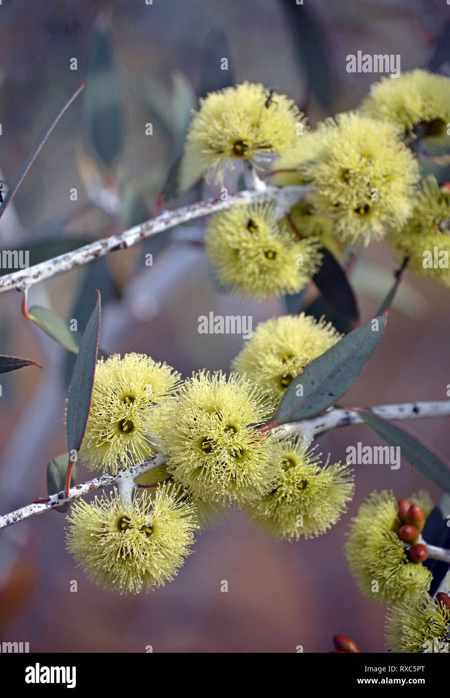 White mallee flower hi-res stock photography and images - Alamy