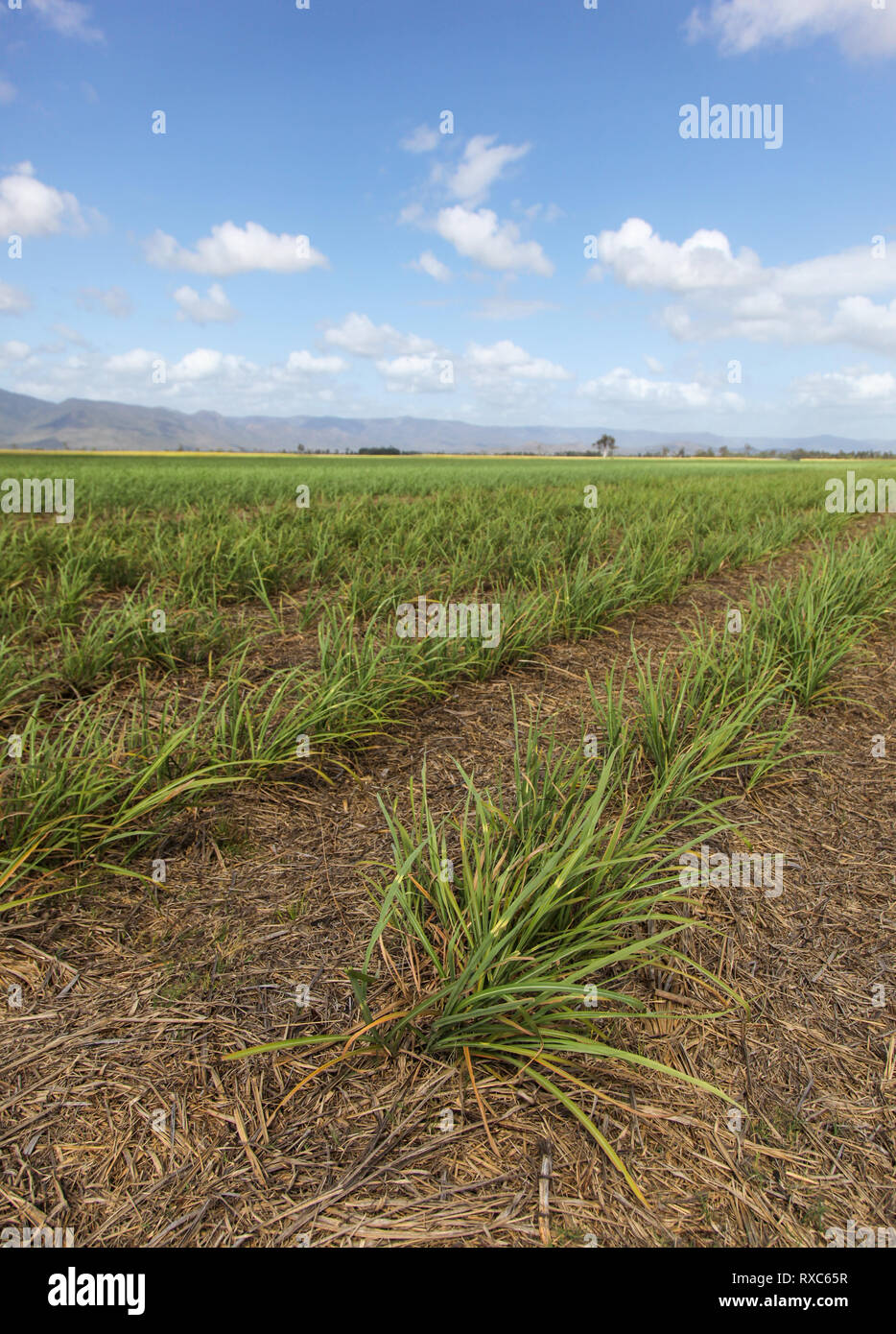 Sugar cane queensland australia hi-res stock photography and images - Alamy