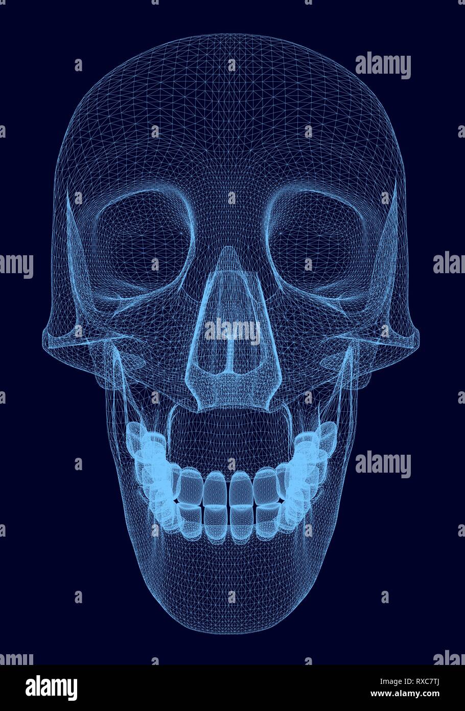 Wireframe of a realistic human skull with teeth of blue lines on a dark ...