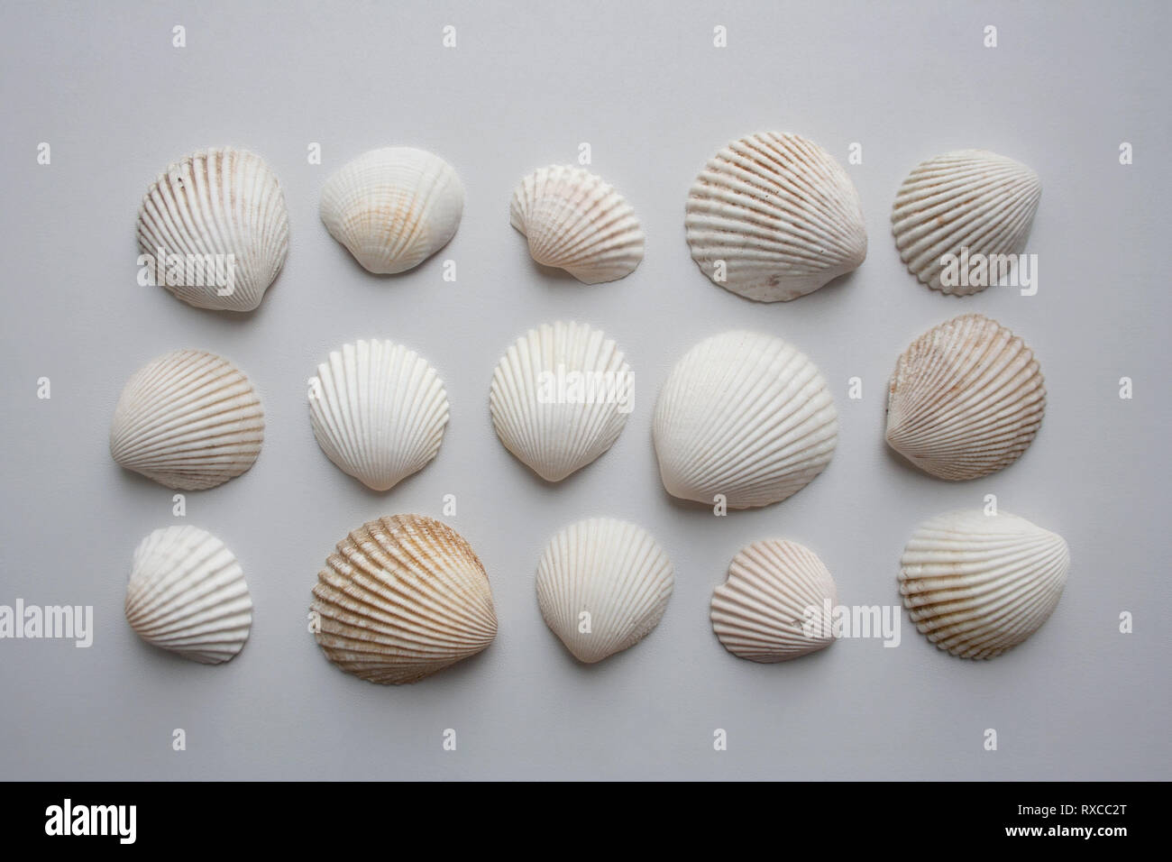 Collection of scallop seashells isolated on white background from a ...