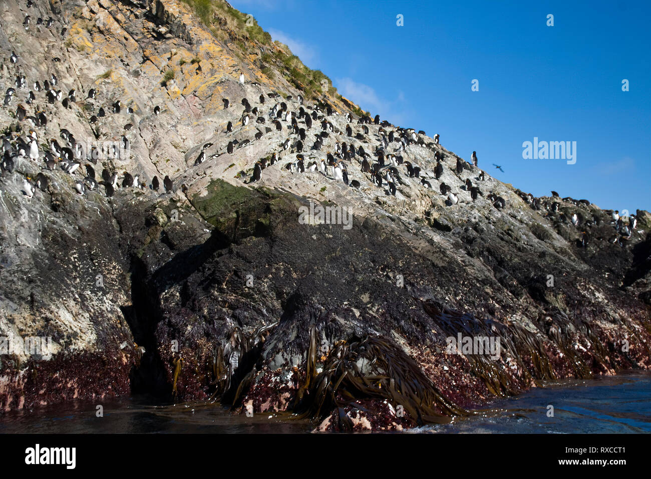 South Georgia Island, South Georgia Island, Macaroni penguins rookery ...