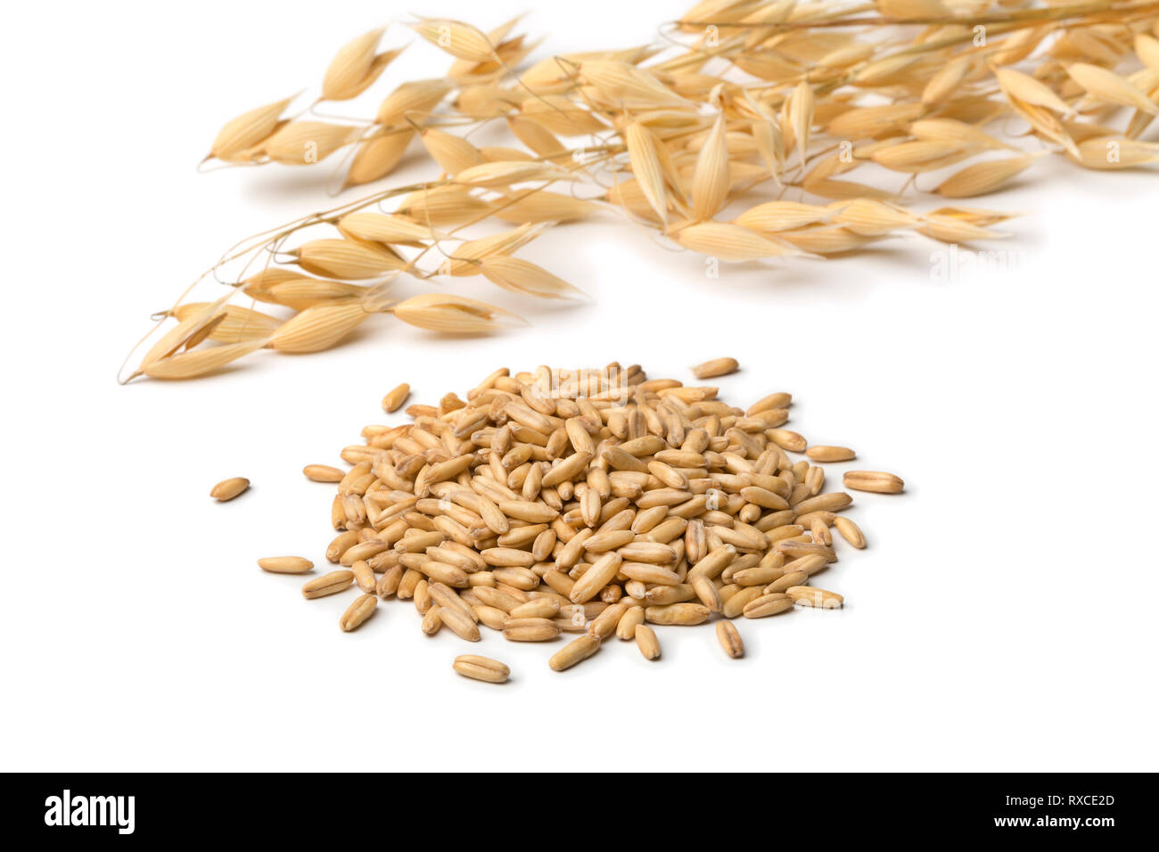Heap of dried organic oat seeds close up and ears isolated on white ...